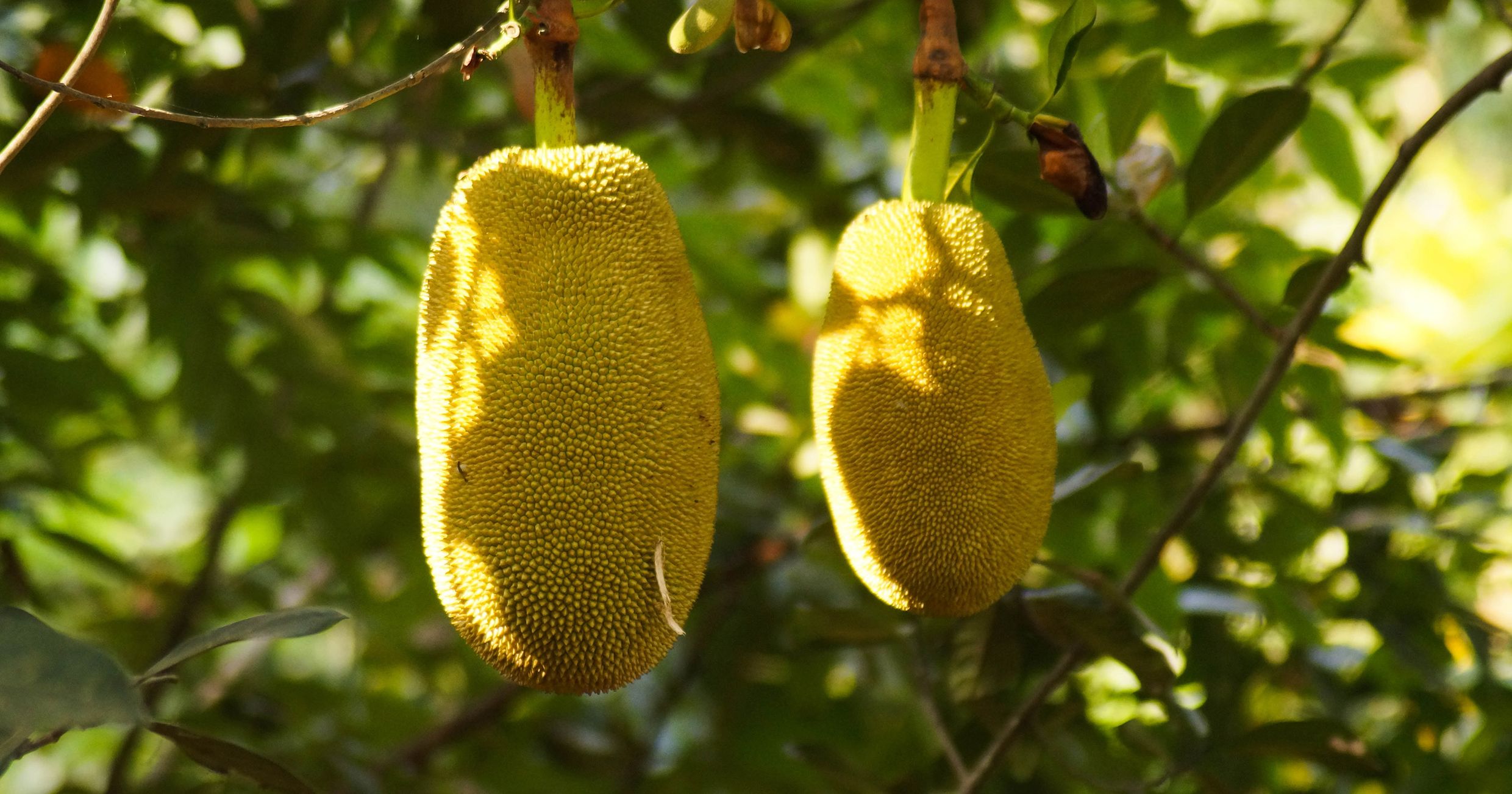 Jackfruit (dżakfrut) czyli chlebowiec. Jakie ma właściwości i co z ...